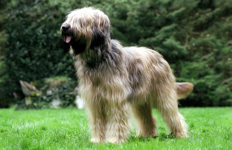 Sélection d’un chien | CKC