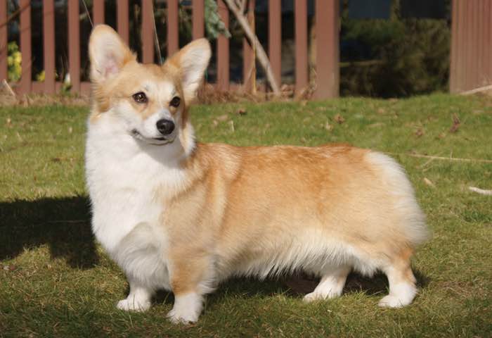 Canadian Kennel Club | Club Canin Canadien