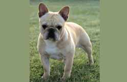 Non-Sporting Dogs | CKC