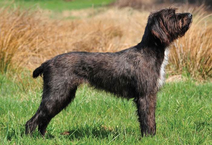 Canadian Kennel Club | Club Canin Canadien