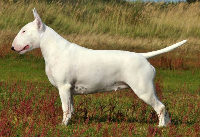 Canadian Kennel Club | Club Canin Canadien