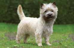 Canadian Kennel Club | Club Canin Canadien