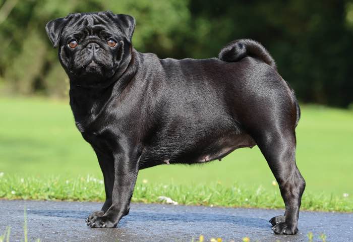 Canadian Kennel Club | Club Canin Canadien