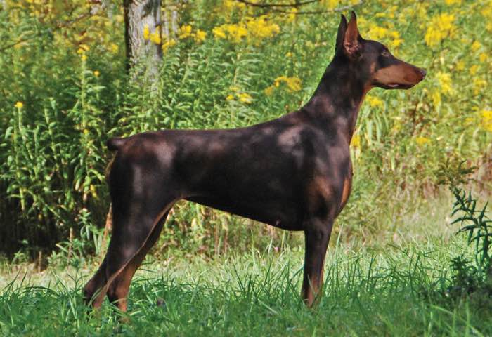 Canadian Kennel Club | Club Canin Canadien