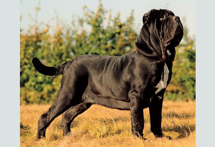 Canadian Kennel Club | Club Canin Canadien