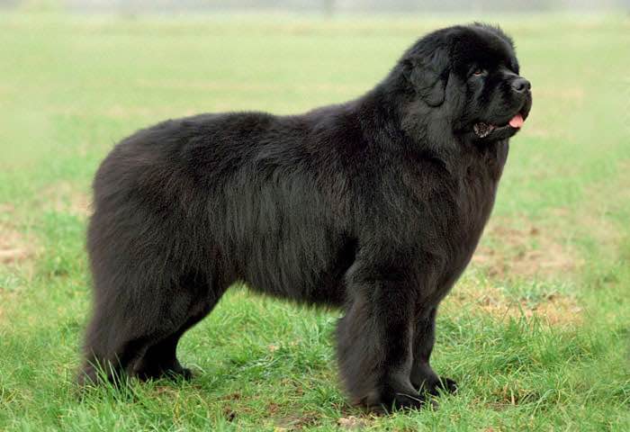 Canadian Kennel Club | Club Canin Canadien