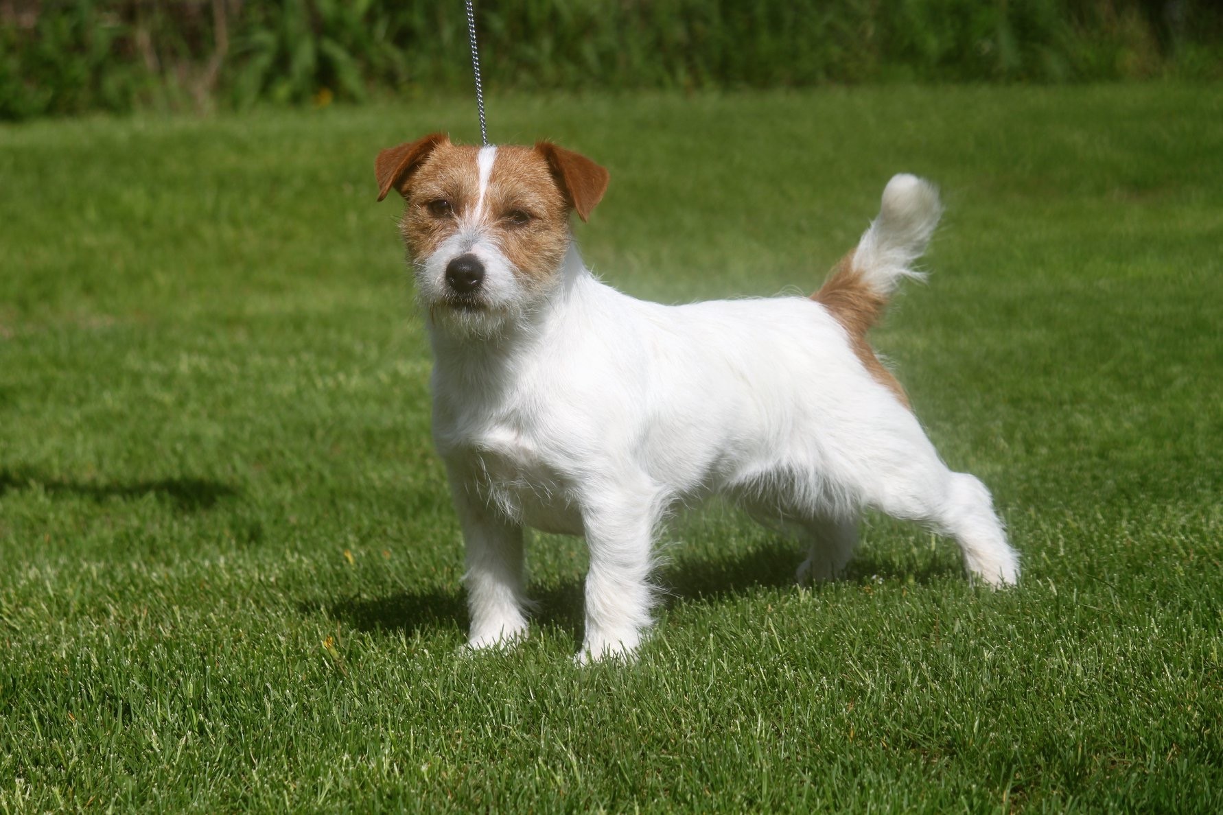 Canadian Kennel Club | Club Canin Canadien