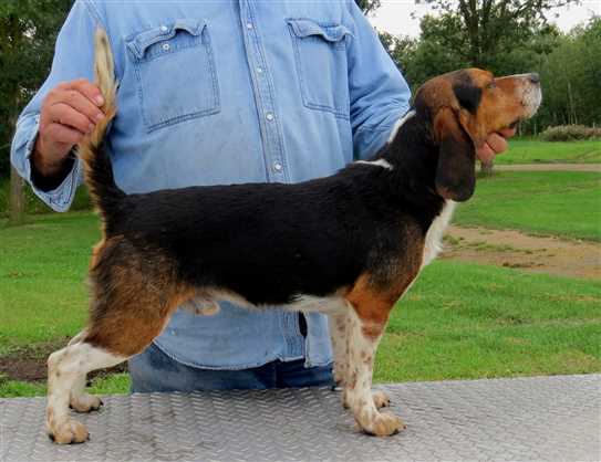 Canadian Kennel Club | Club Canin Canadien