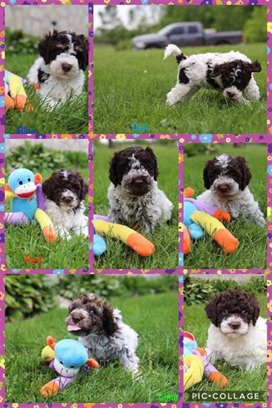 Canadian Kennel Club | Club Canin Canadien