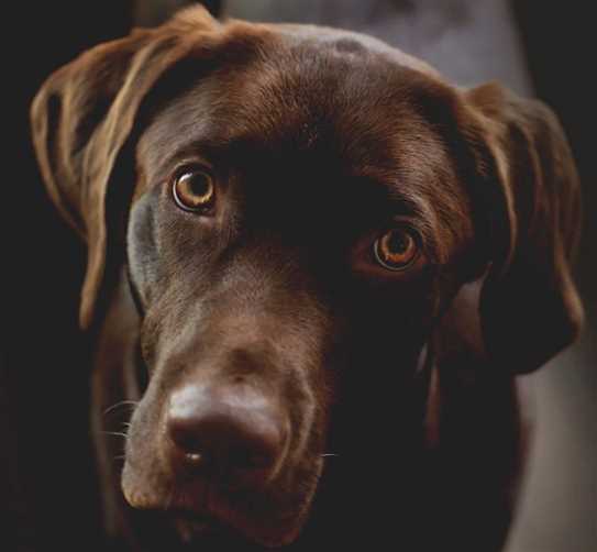 Canadian Kennel Club | Club Canin Canadien