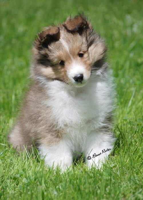 Canadian Kennel Club | Club Canin Canadien