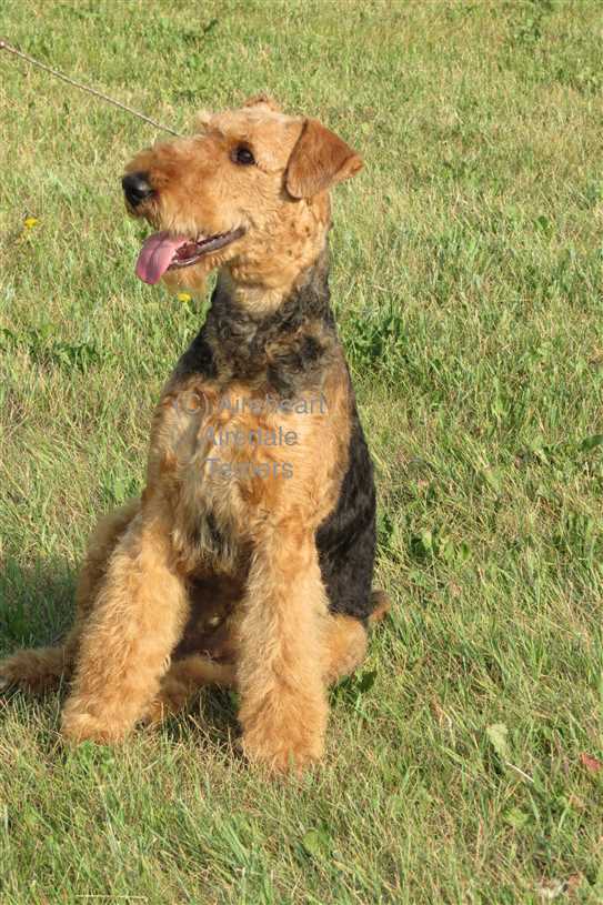 Canadian Kennel Club | Club Canin Canadien