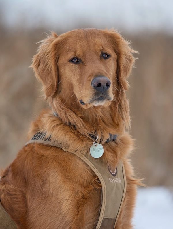 Canadian Golden Retriever