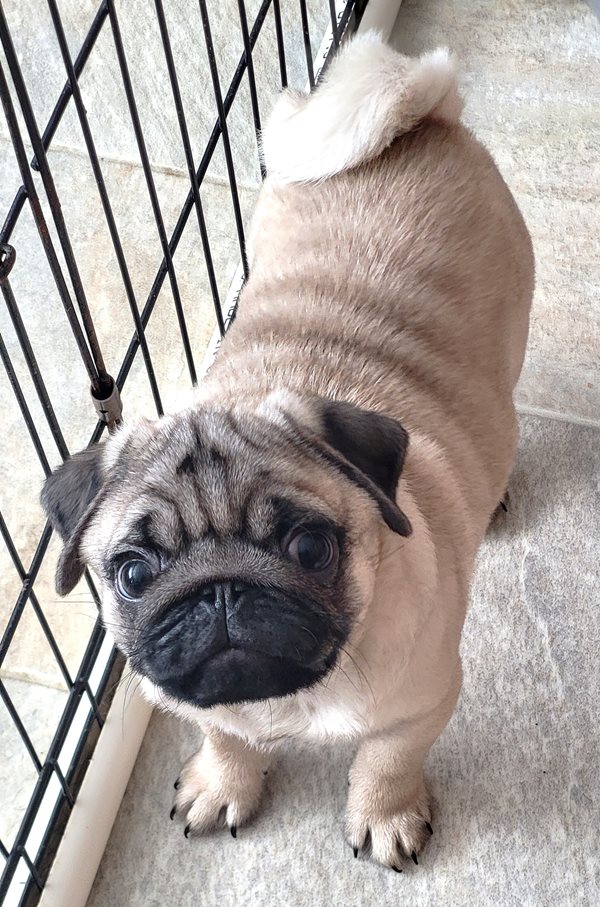 Canadian Kennel Club | Club Canin Canadien