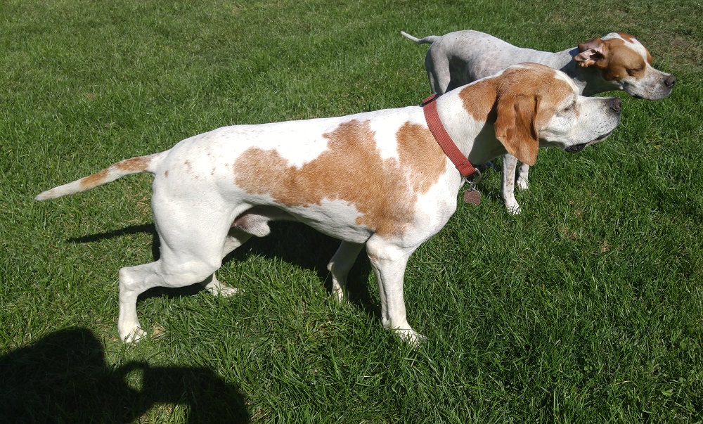 Canadian Kennel Club | Club Canin Canadien