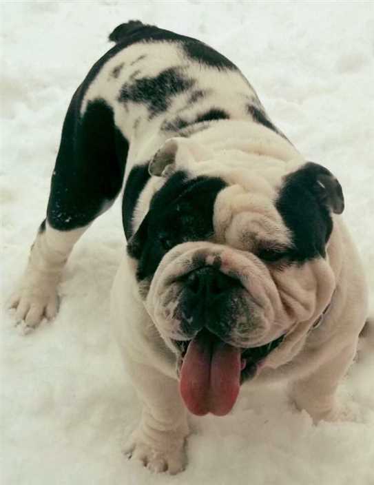 Canadian Kennel Club | Club Canin Canadien