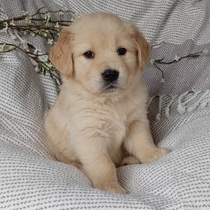 What Breed Of Dog Is The Andrex Puppy