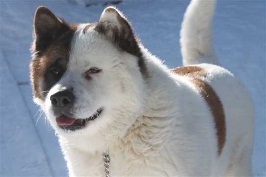 Canadian Kennel Club | Club Canin Canadien