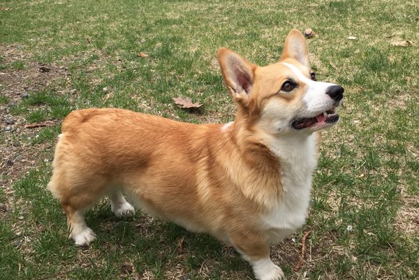 Canadian Kennel Club | Club Canin Canadien