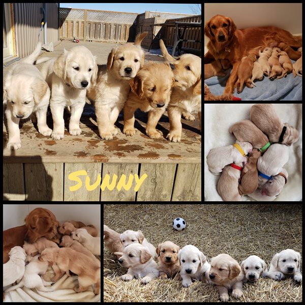 Canadian Kennel Club | Club Canin Canadien