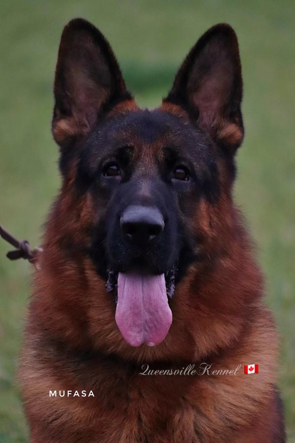 Canadian Kennel Club | Club Canin Canadien