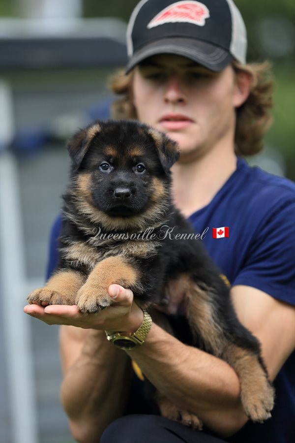 Canadian Kennel Club | Club Canin Canadien
