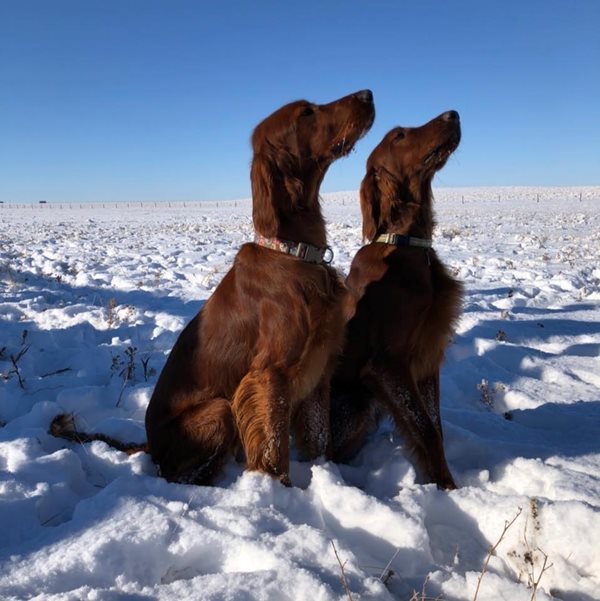 Canadian Kennel Club | Club Canin Canadien
