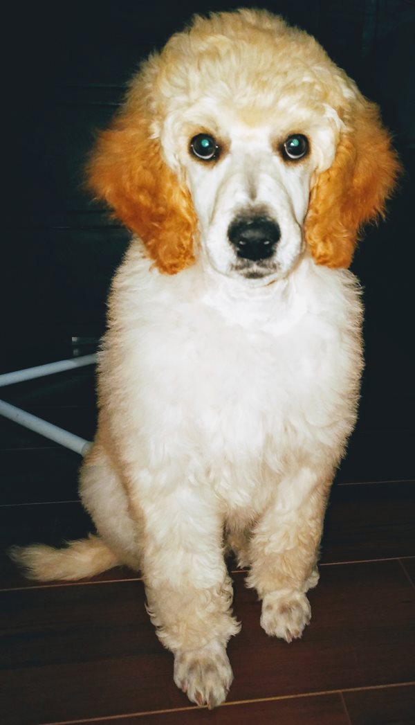 Canadian Kennel Club | Club Canin Canadien