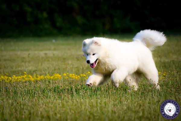 Canadian Kennel Club | Club Canin Canadien