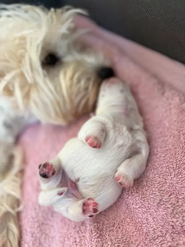 Canadian Kennel Club | Club Canin Canadien