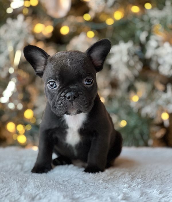 Canadian Kennel Club | Club Canin Canadien