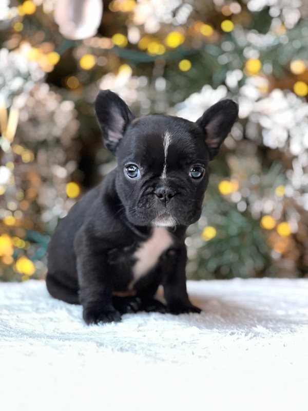 Canadian Kennel Club | Club Canin Canadien