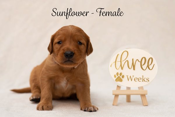 Canadian Kennel Club | Club Canin Canadien