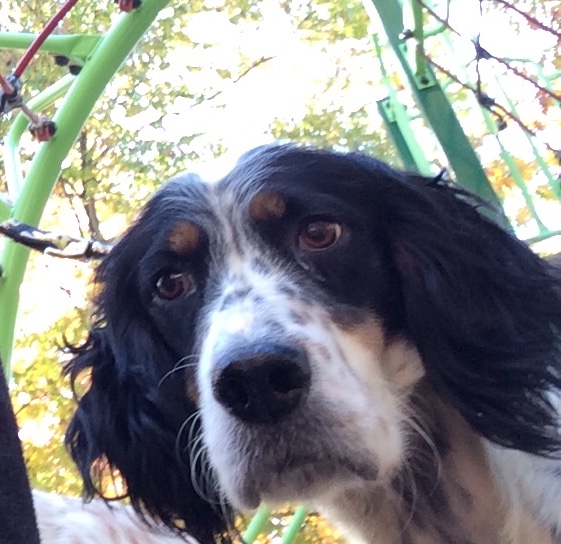 Canadian Kennel Club | Club Canin Canadien