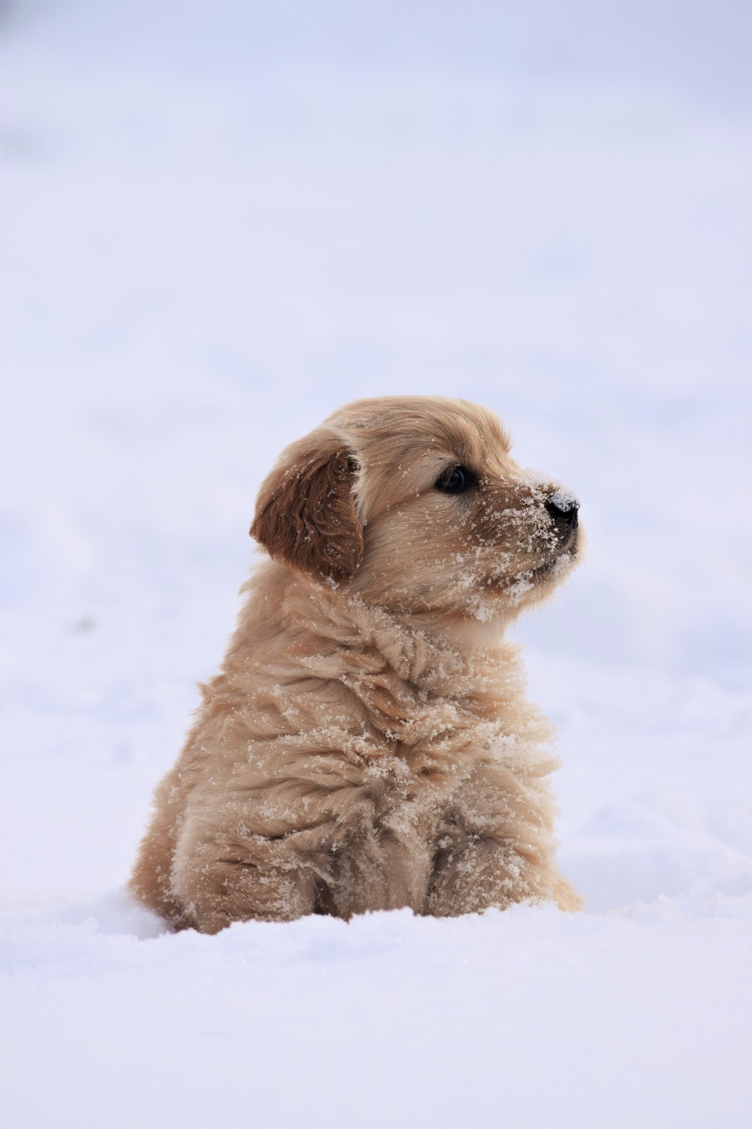 Canadian Kennel Club | Club Canin Canadien