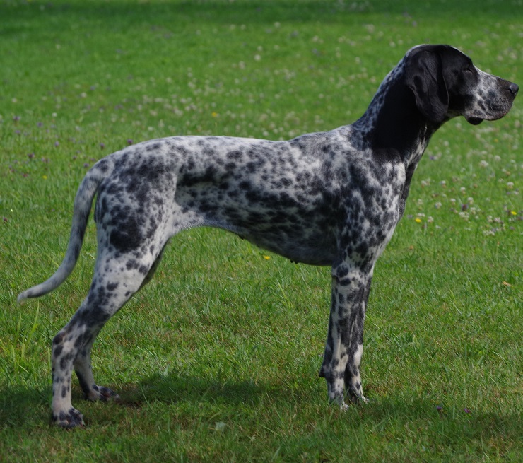 Tous les chiens | CKC