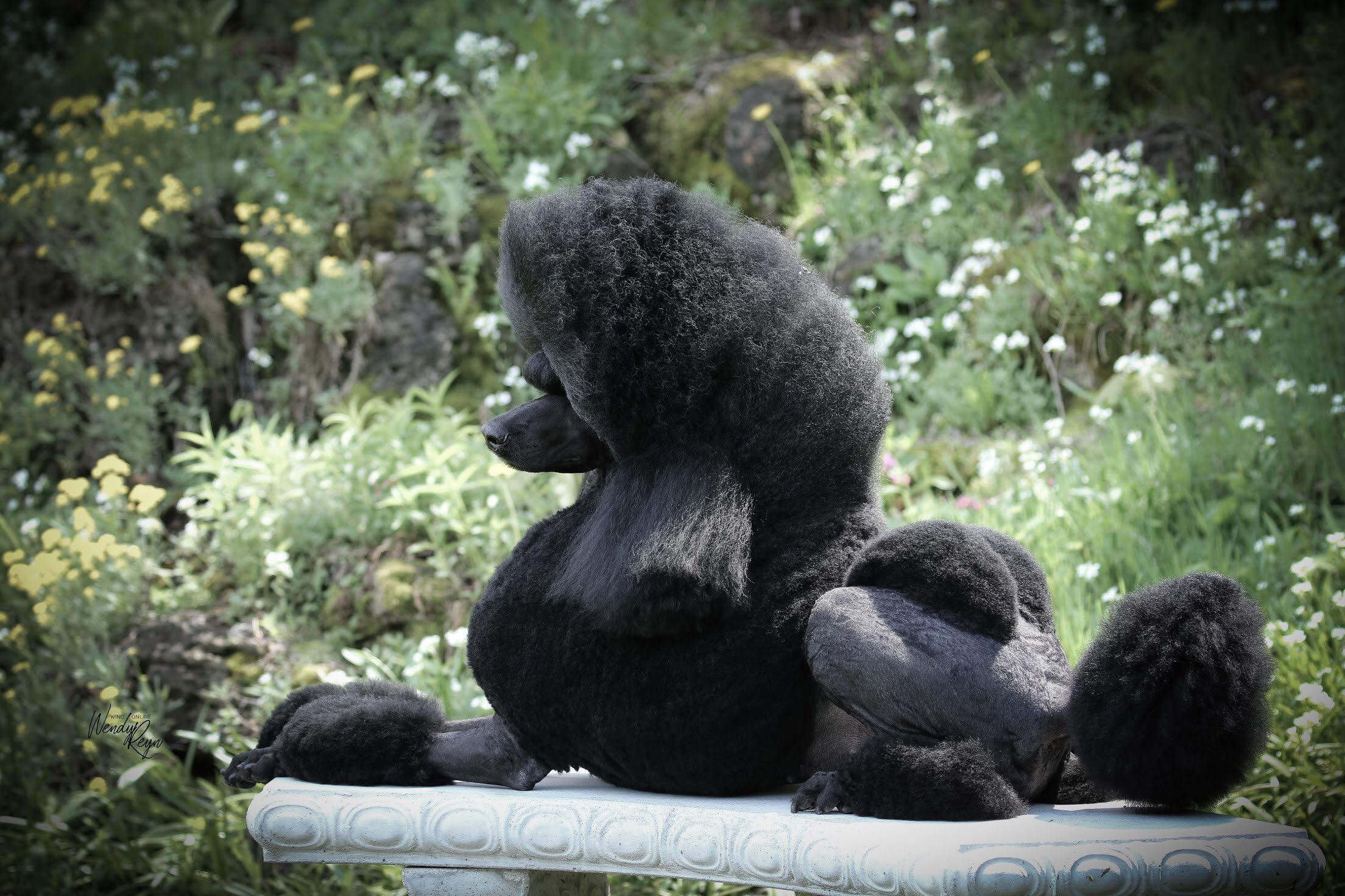 “Not About the Ribbons”: Talking Top Dogs with Professional Handler ...