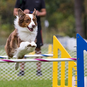 Agility…Building a Strong Bond with your Dog, One Obstacle at a Time | CKC