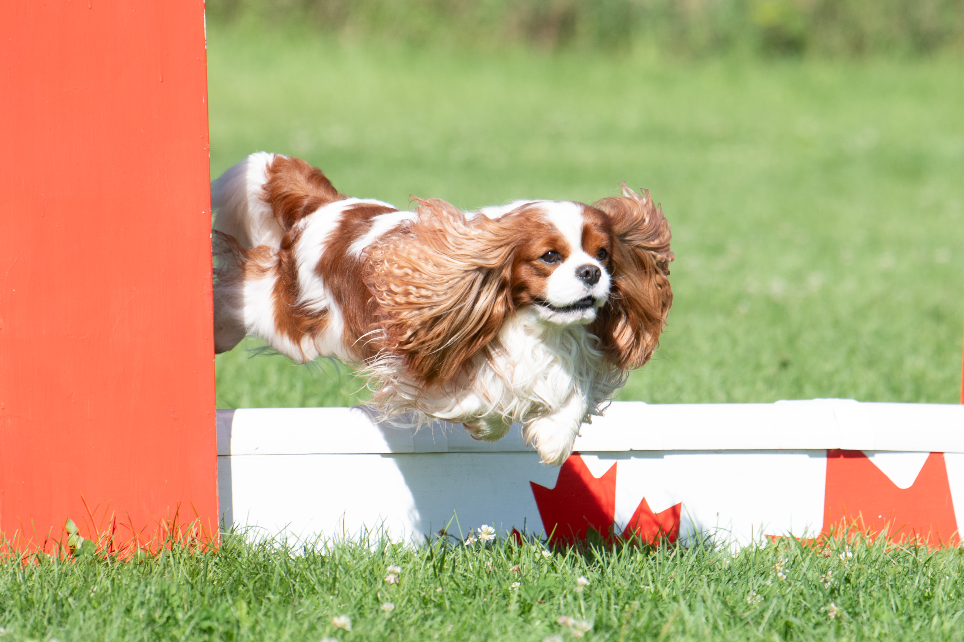 Canada’s Top 10 Most Popular Breeds in 2025 | CKC