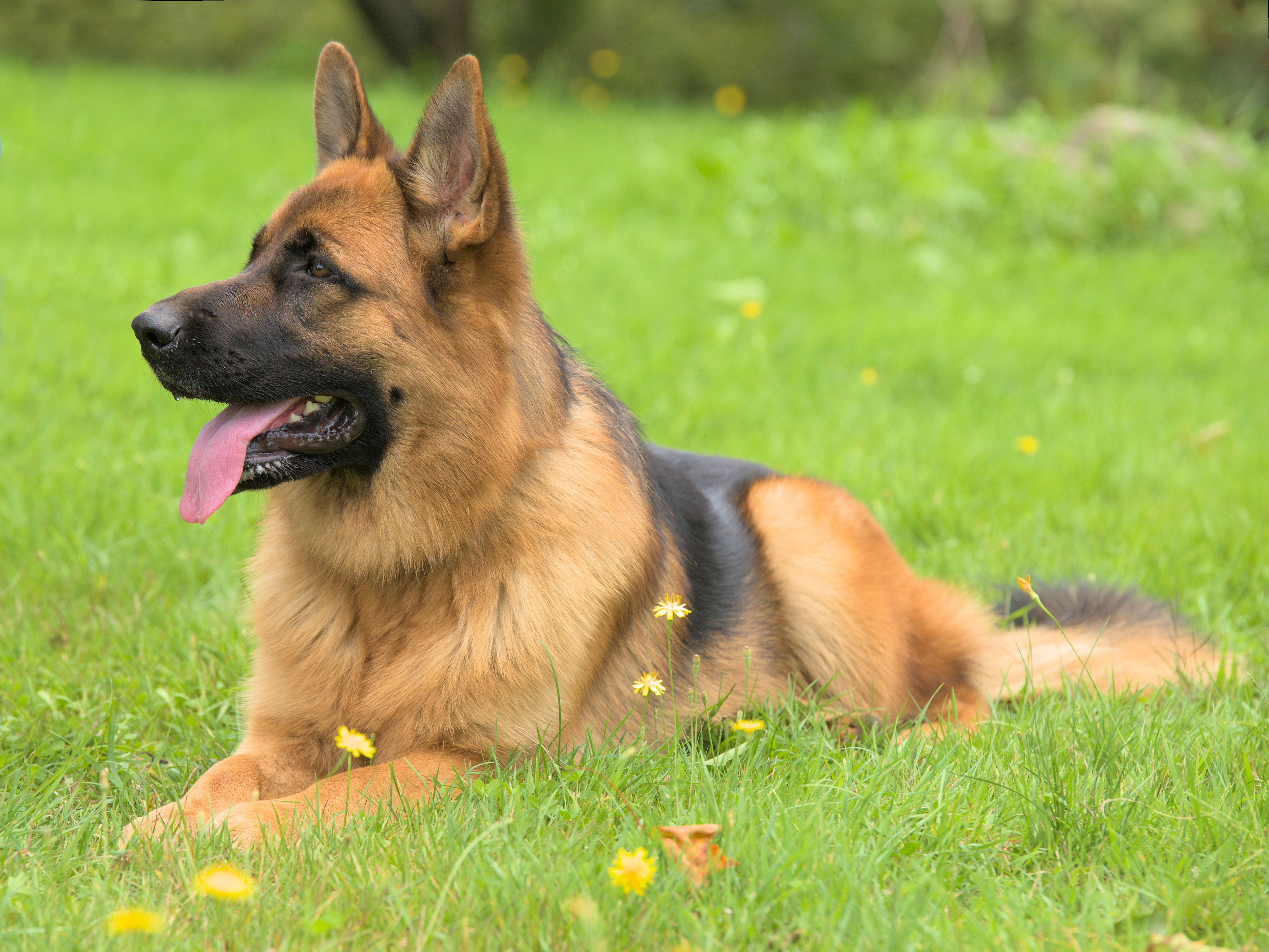 Les 10 races de chiens les plus populaires au Canada en 2025 | CKC