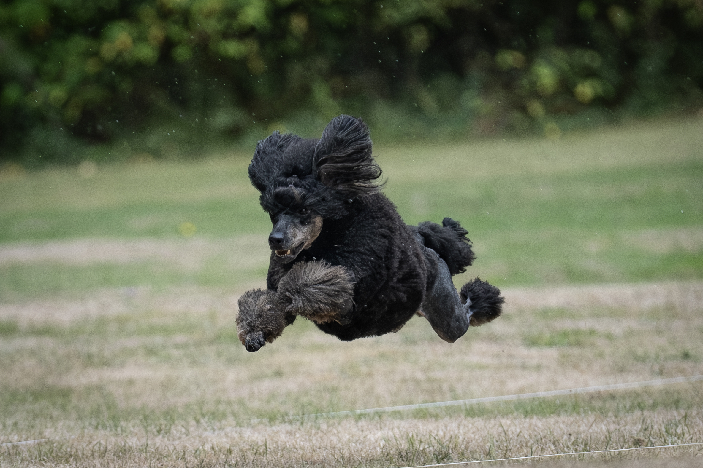 Canada’s Top 10 Most Popular Breeds in 2025 | CKC