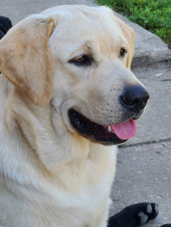 Canadian Kennel Club | Club Canin Canadien