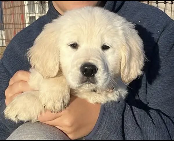 Canadian Kennel Club | Club Canin Canadien